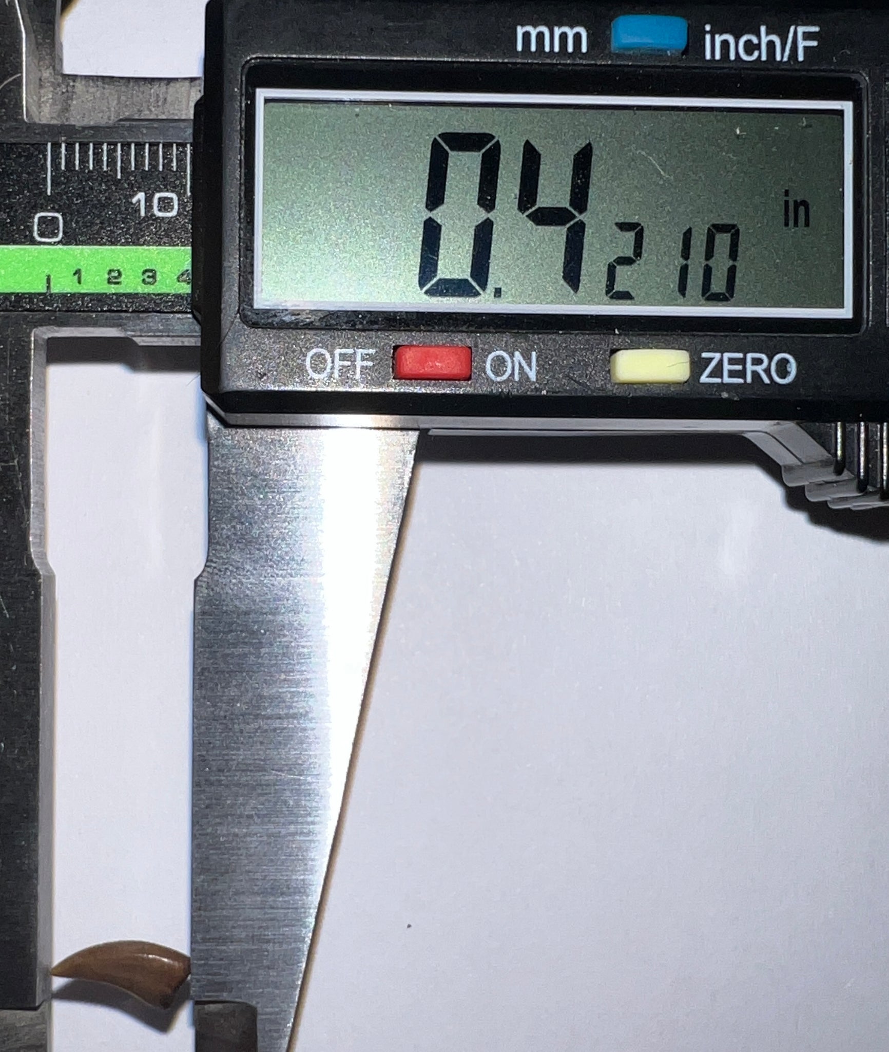 Acheroraptor Dromaeosaur True Raptor Tooth for sale .42 Inches – Jako's ...