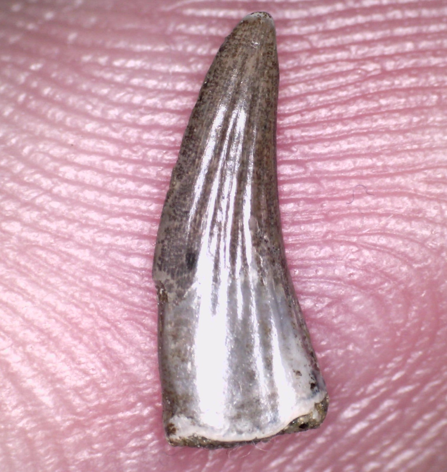 Paronychodon Dinosaur Tooth for sale Raptor Relative – Jako's Fossil ...