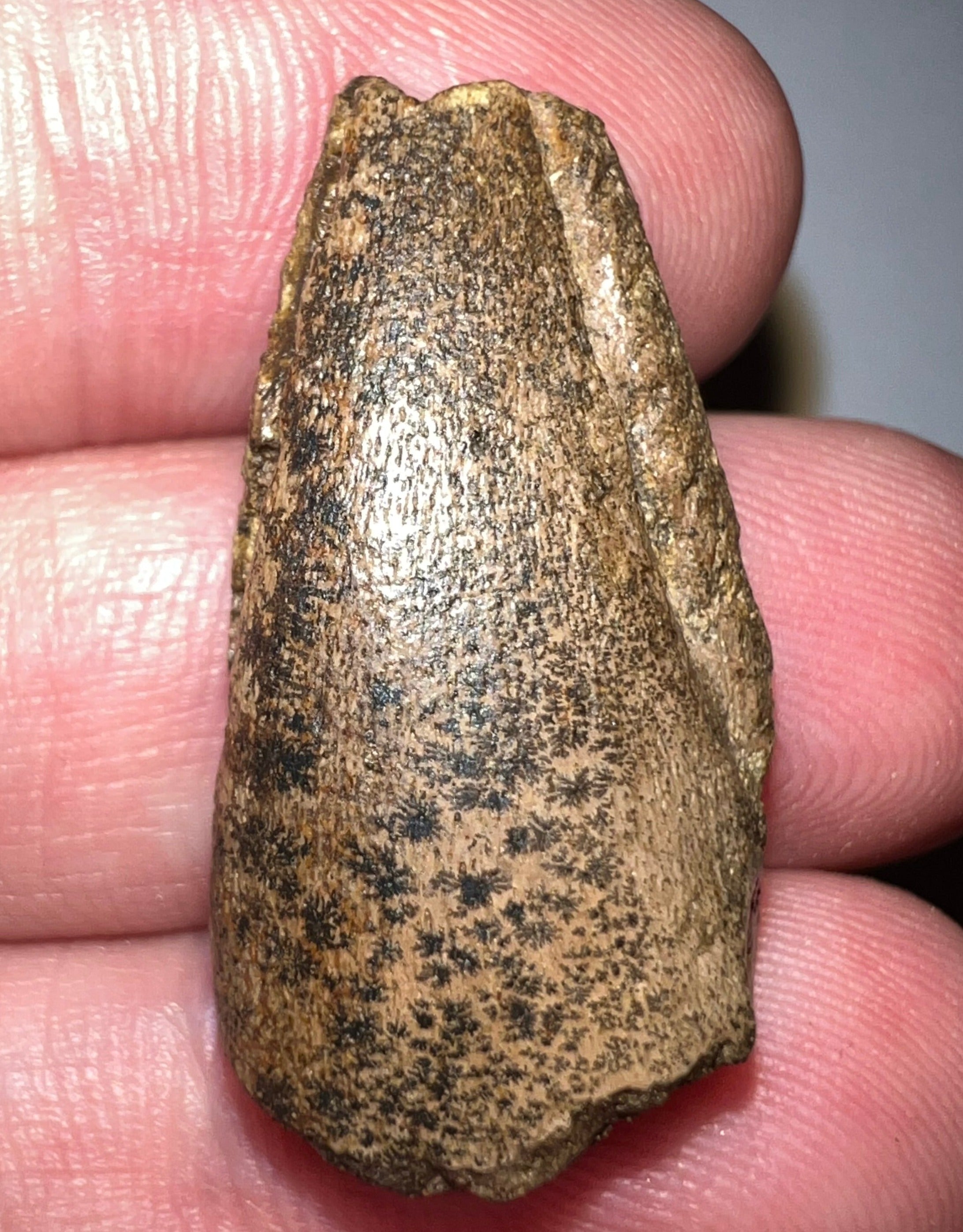 Super Rare Leptoceratops Claw for sale – Jako's Fossil Emporium
