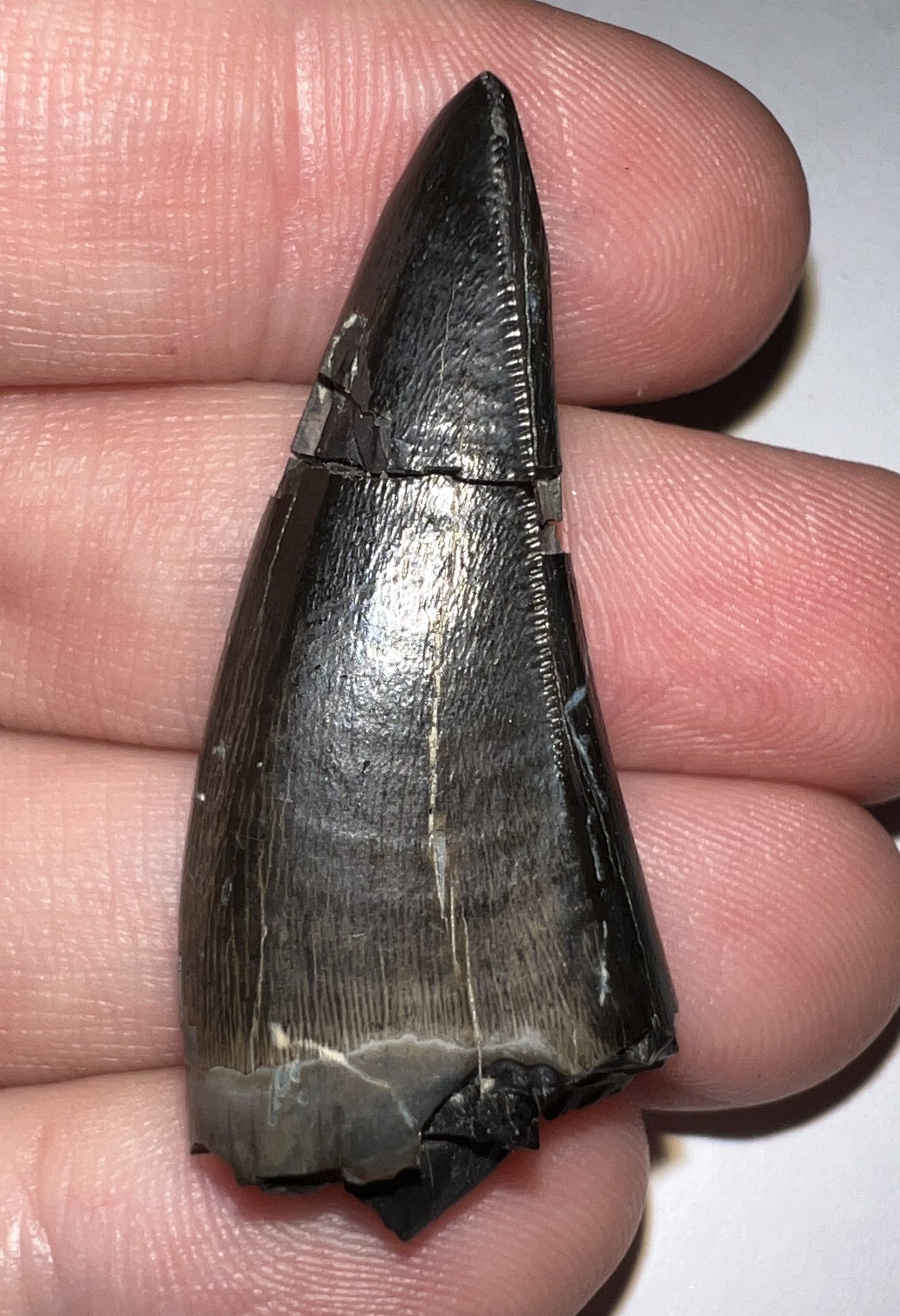 Large Tyrannosaurus Rex T-rex Premax Tooth for sale 1.6255 Inches ...