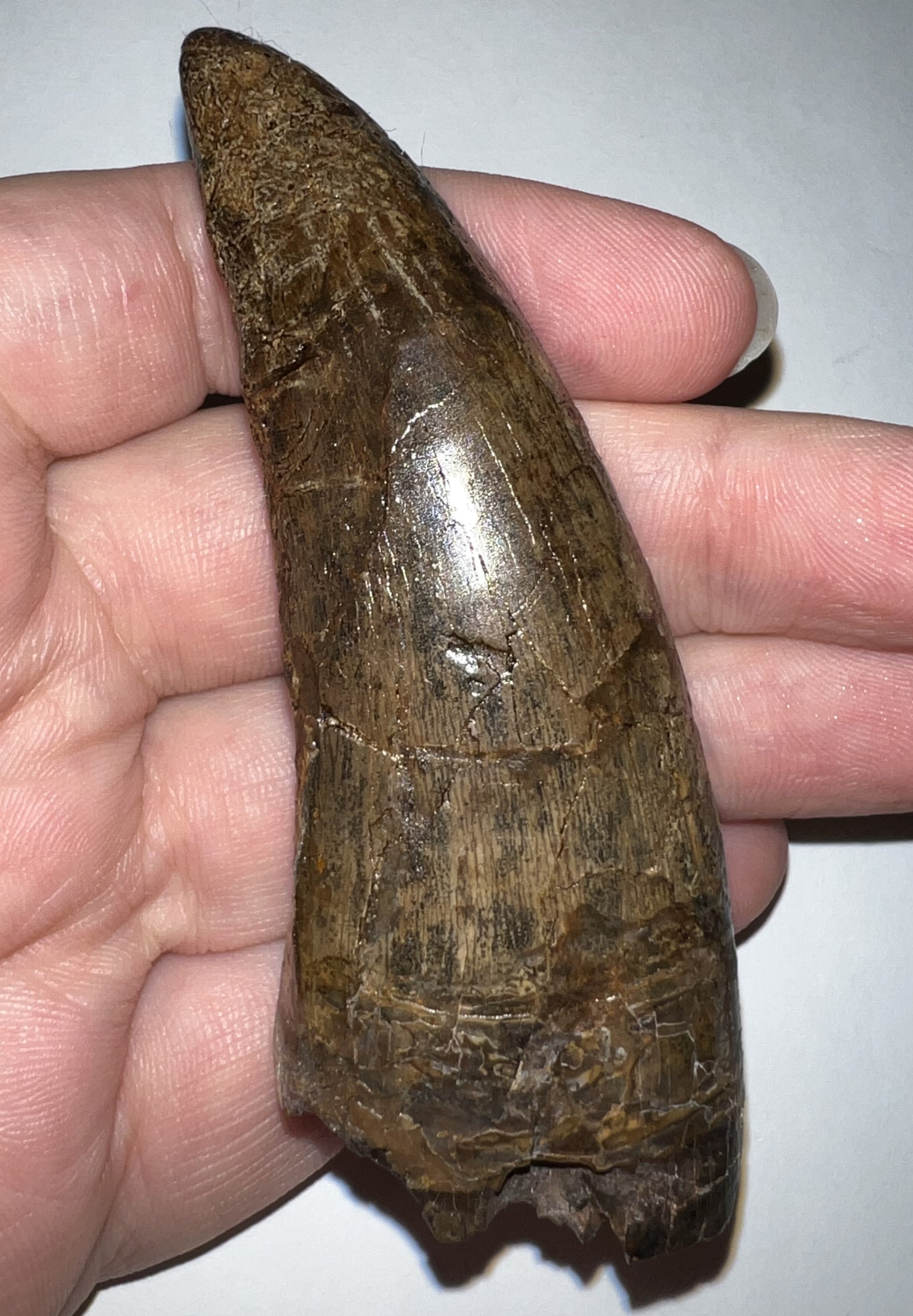 Huge Tyrannosaurus Rex Tooth for sale 3.58 Inches – Jako's Fossil Emporium